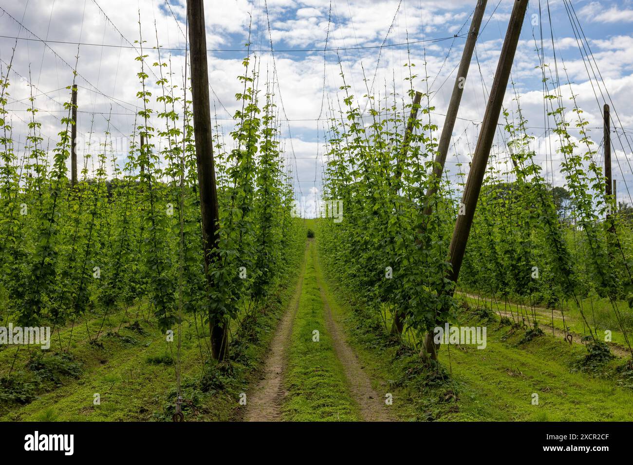 Hopfenanbau in Oberbayern Ein weitläufiges Hopfenfeld in der Hallertau ...