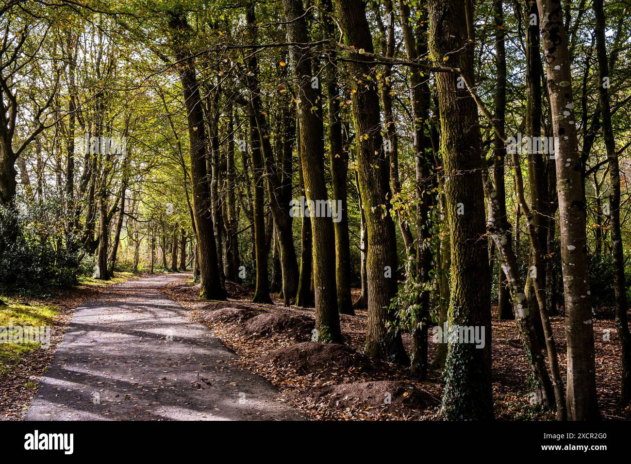 A path in Tehidy Woods Country Park in Cornwall in the UK Stock Photo ...
