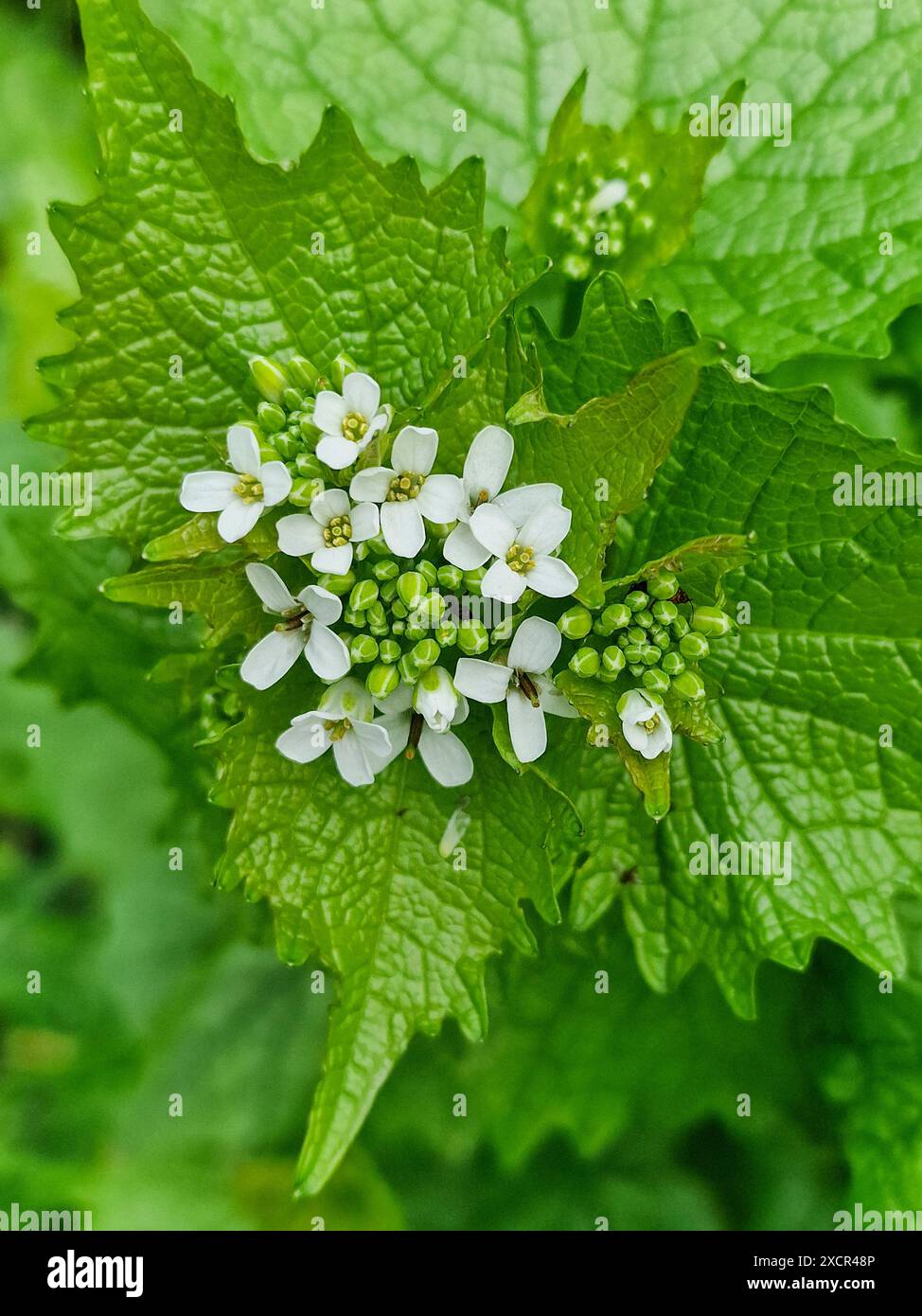 Flowering Garlic Mustard (Alliaria petiolata), close-up of flowers ...