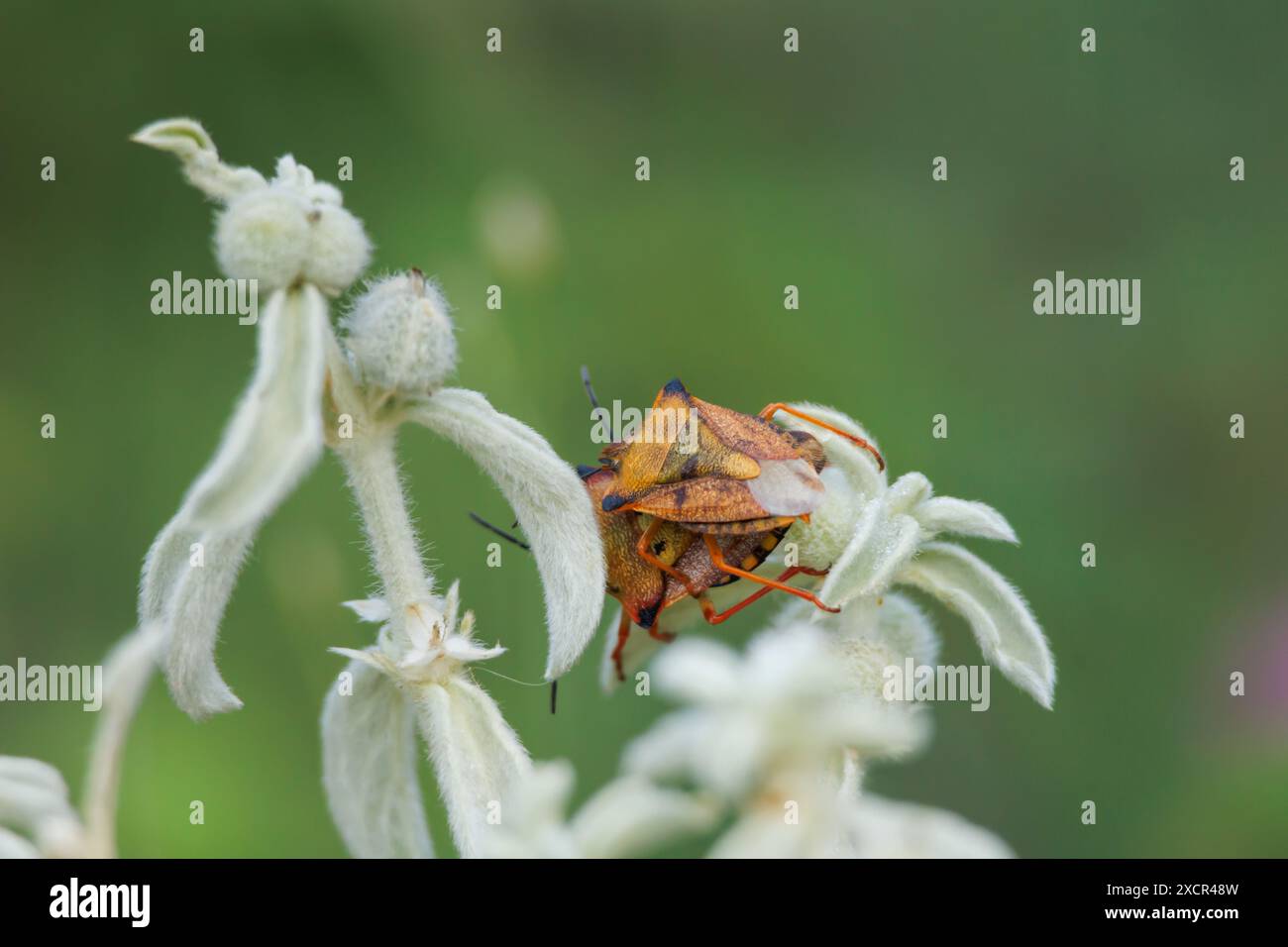 Rabbit ear antenna hi-res stock photography and images - Alamy