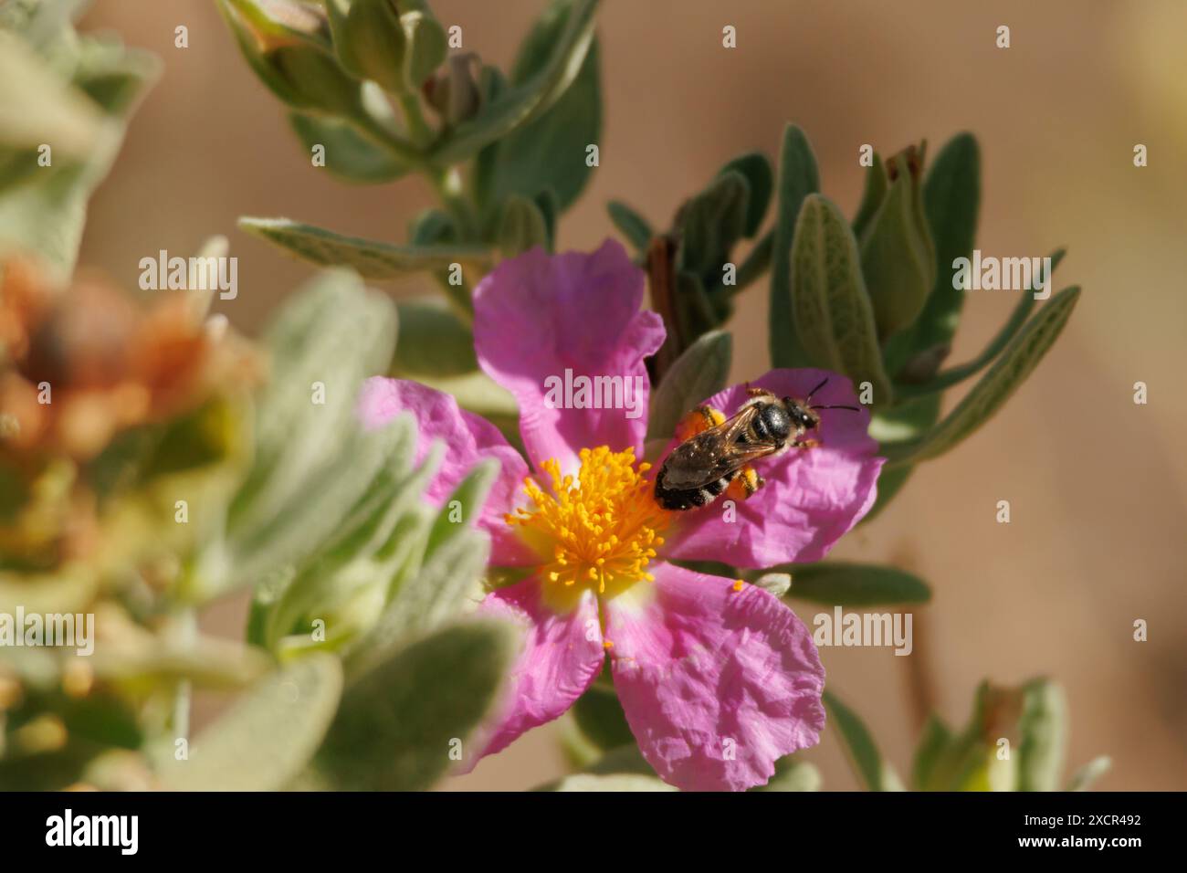 Macro purple flower cistus hi-res stock photography and images - Alamy