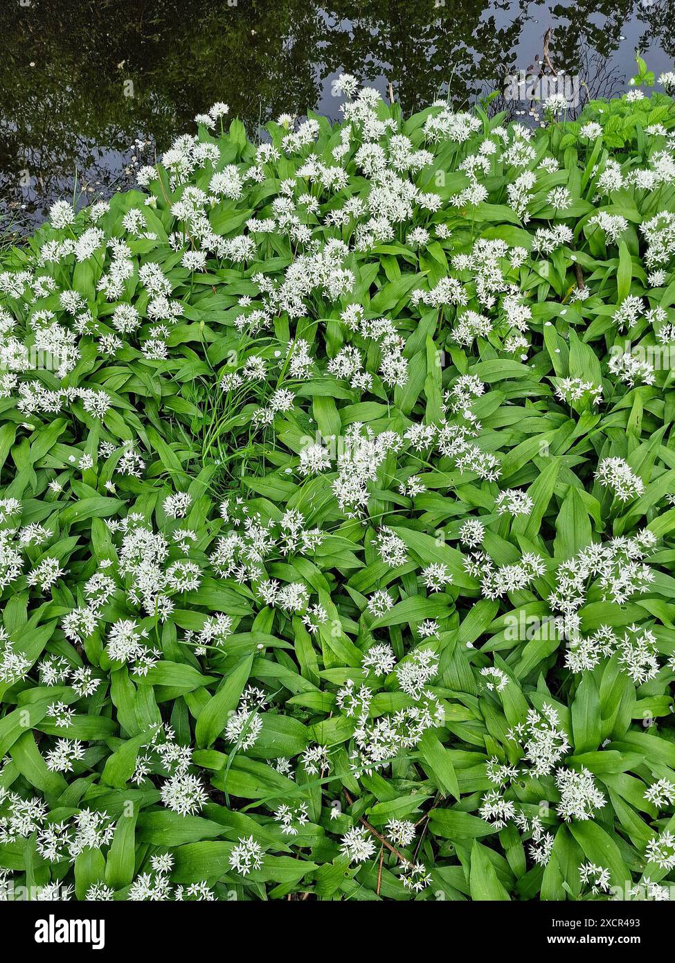 Flowering Wild Garlic (Alium ursinum Stock Photo - Alamy