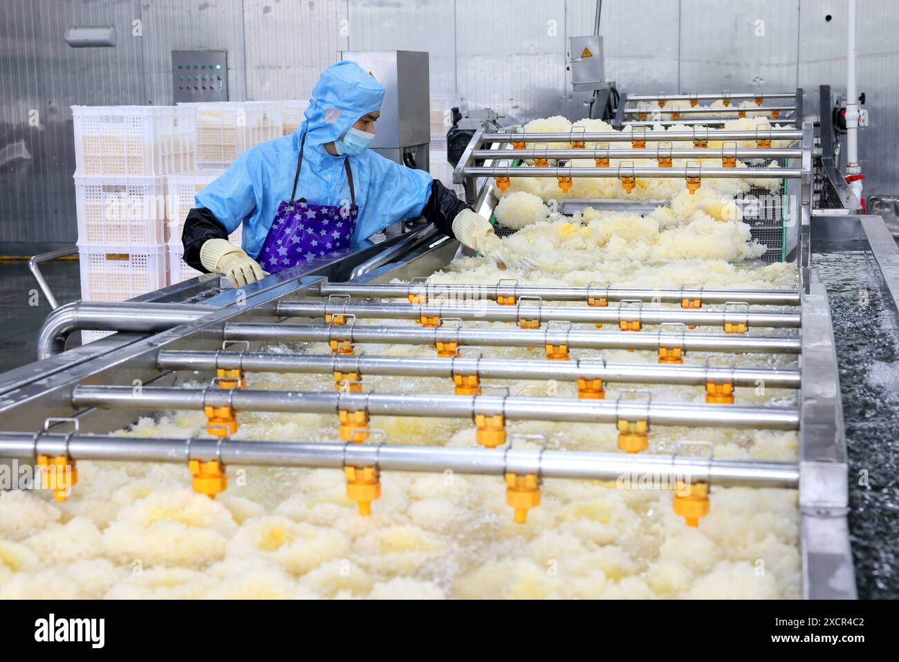 FUJIAN, CHINA - JUNE 17, 2024 - Workers clean tremella at a food ...