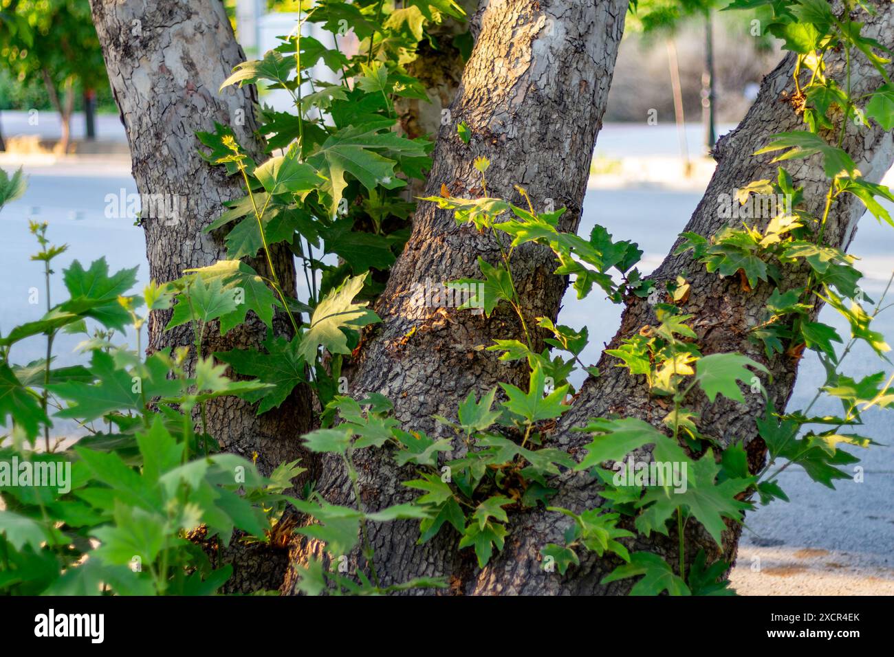 Three branches of tree hi-res stock photography and images - Alamy