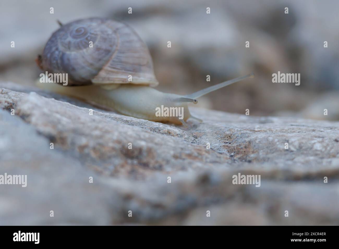 Iberus gualtieranus alonensis hi-res stock photography and images - Alamy