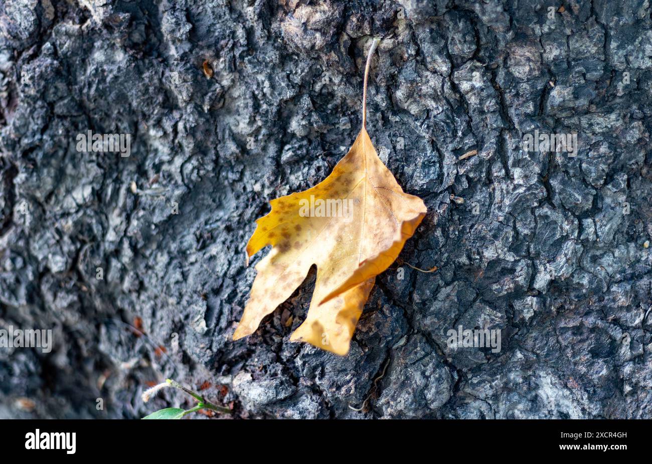 Dry leaf on a tree trunk Stock Photo - Alamy