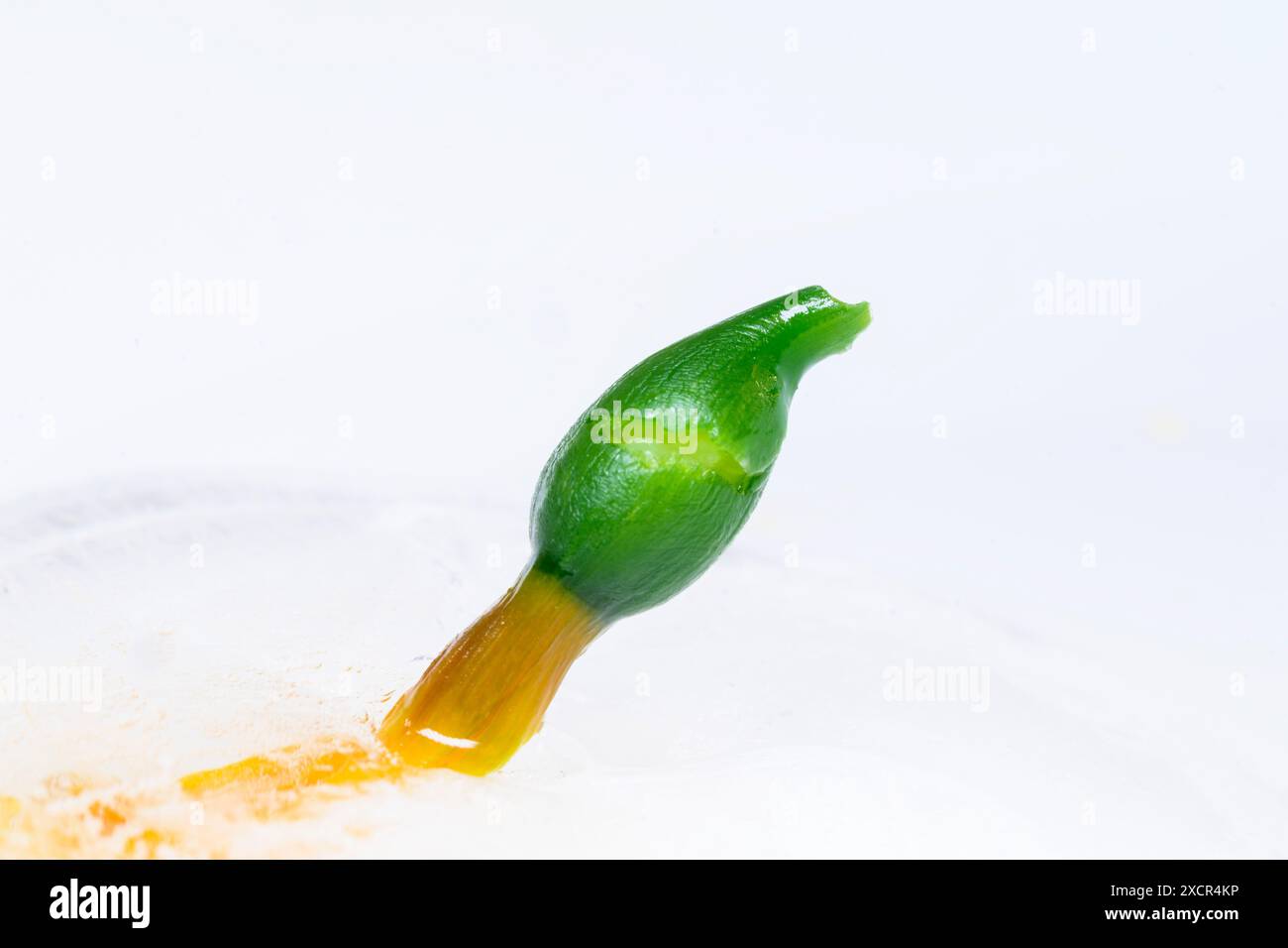 germinated sprout of green and yellow plant growing on frozen ice with ...
