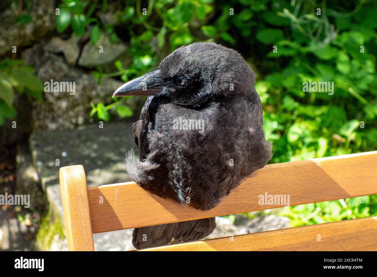 Perched on the back of a chair hi-res stock photography and images - Alamy