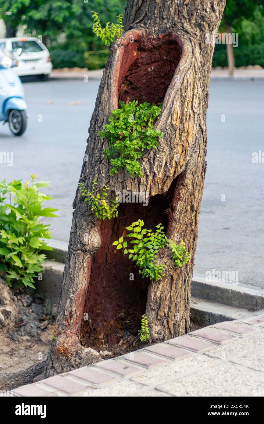 Urban street tree Stock Photo - Alamy