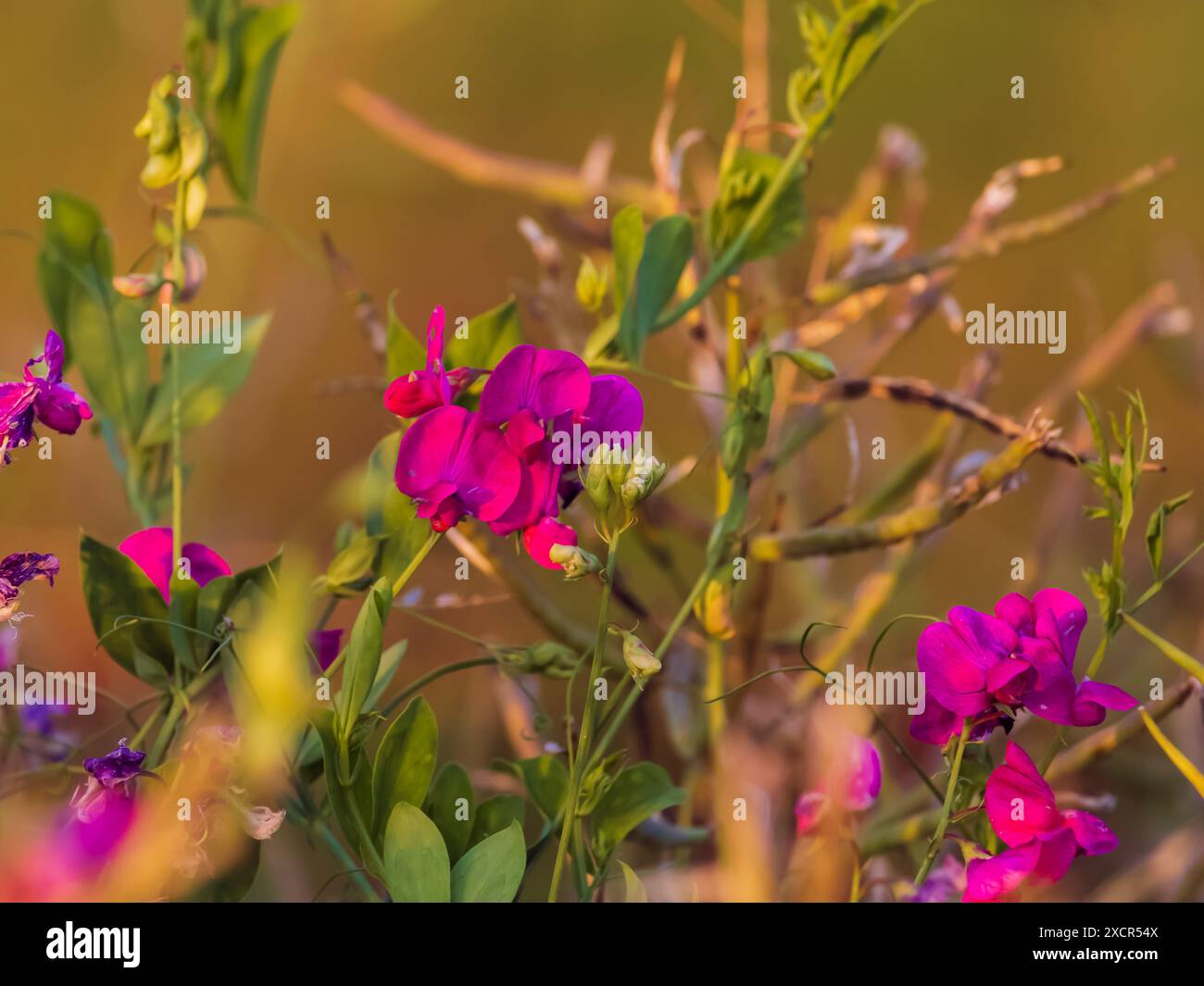 Fresh pea field in sunlight hi-res stock photography and images - Alamy