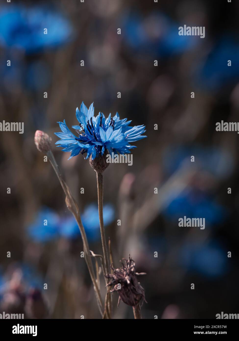 Beautiful cornflower hi-res stock photography and images - Alamy