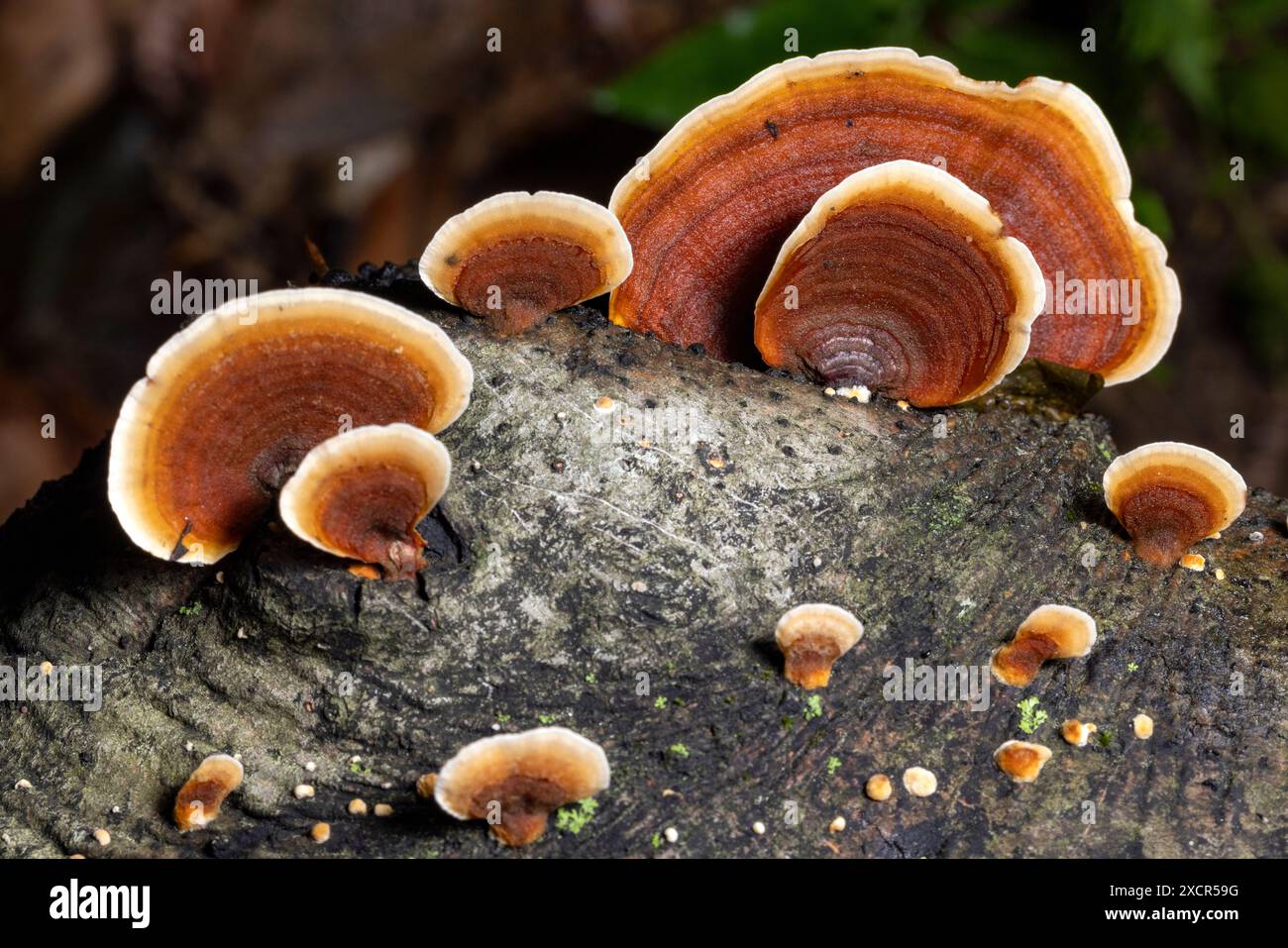 False Turkey-tail Mushroom (Stereum sp.) - Pisgah National Forest ...