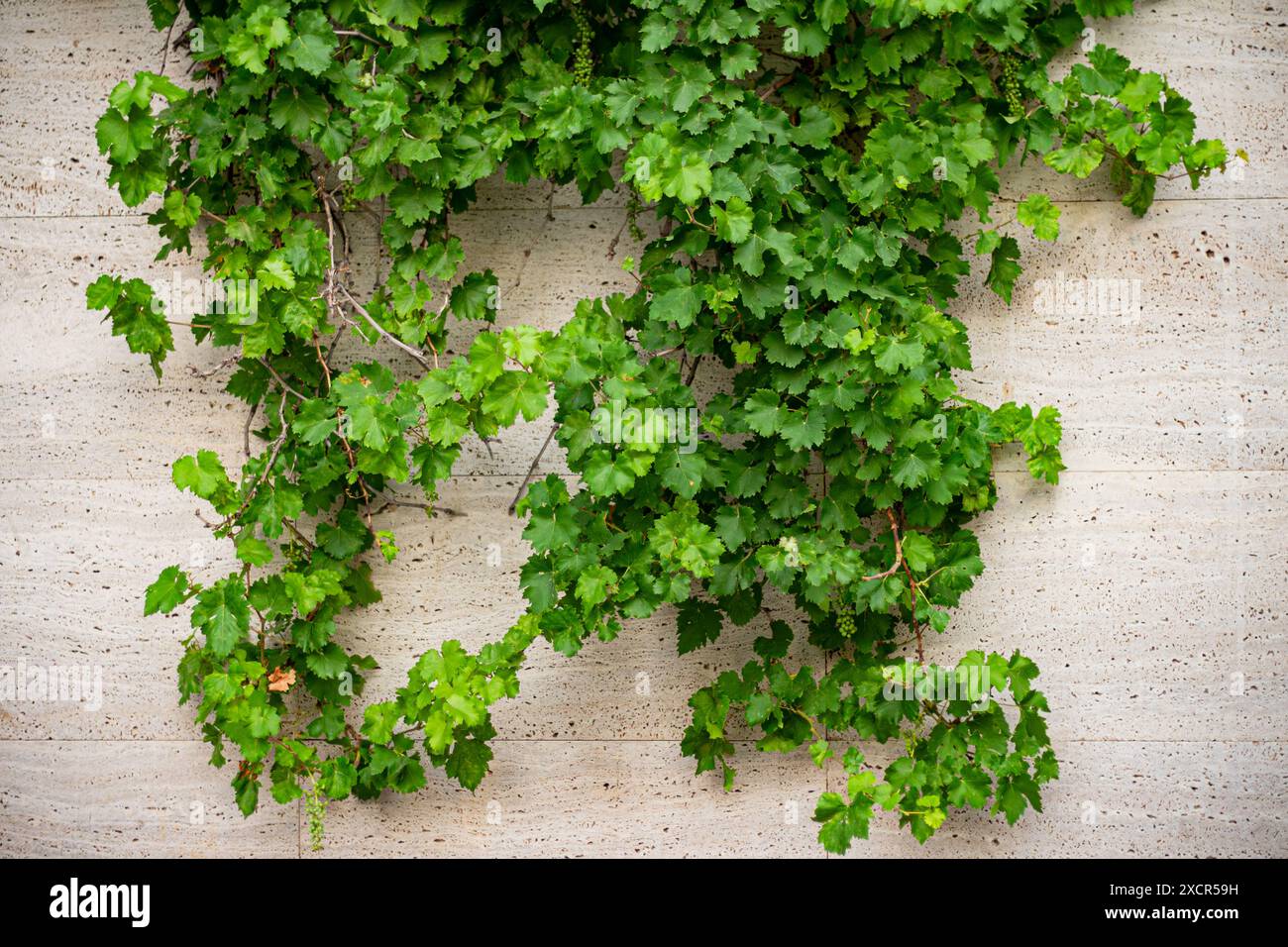 Tree stem tree stem against wall hi-res stock photography and images ...