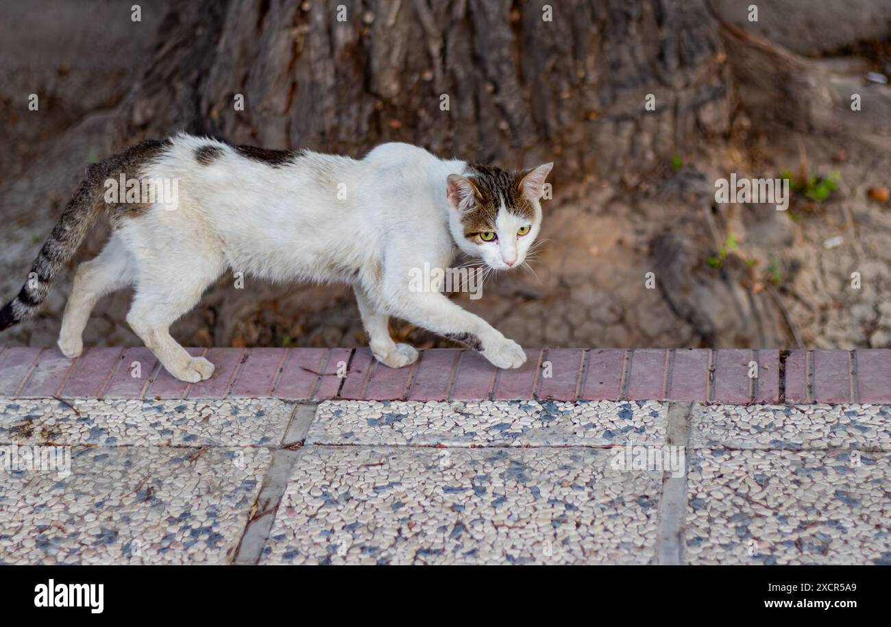 Stray cat photo hi-res stock photography and images - Alamy