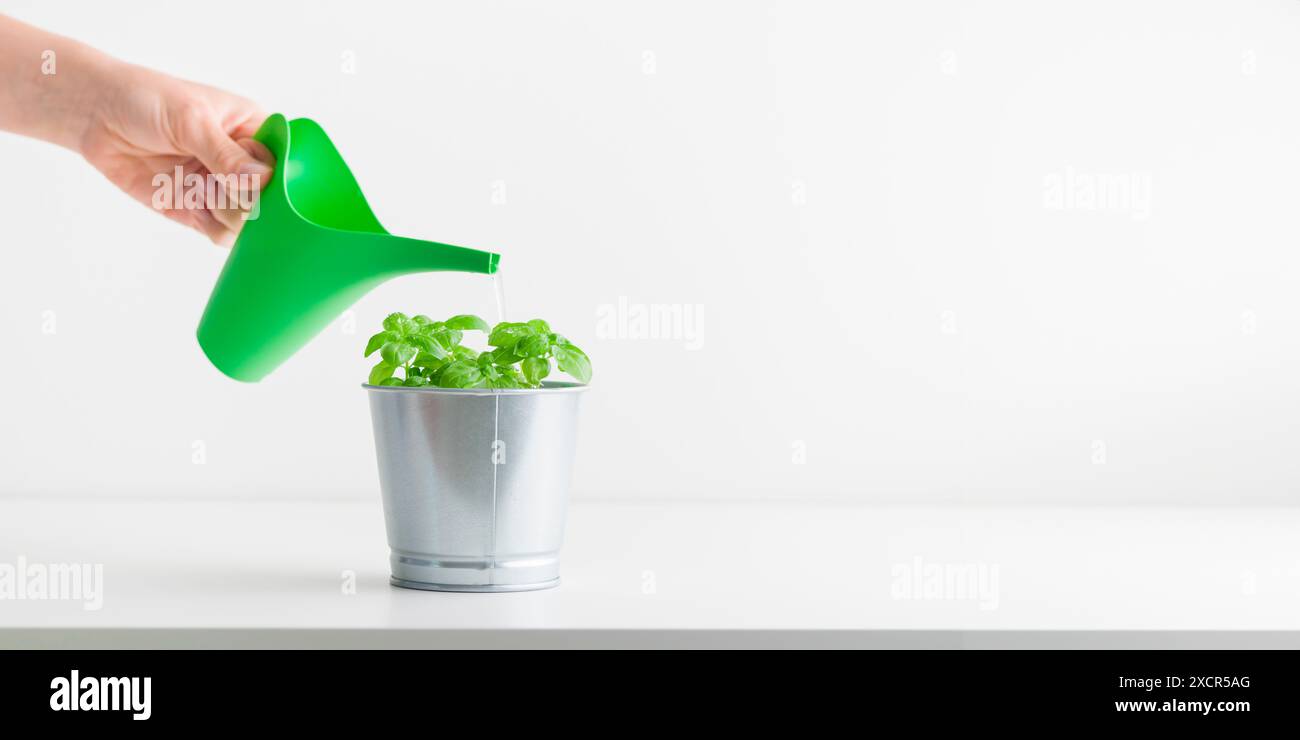 Woman holding watering can and pouring water on Fresh green basil bush ...