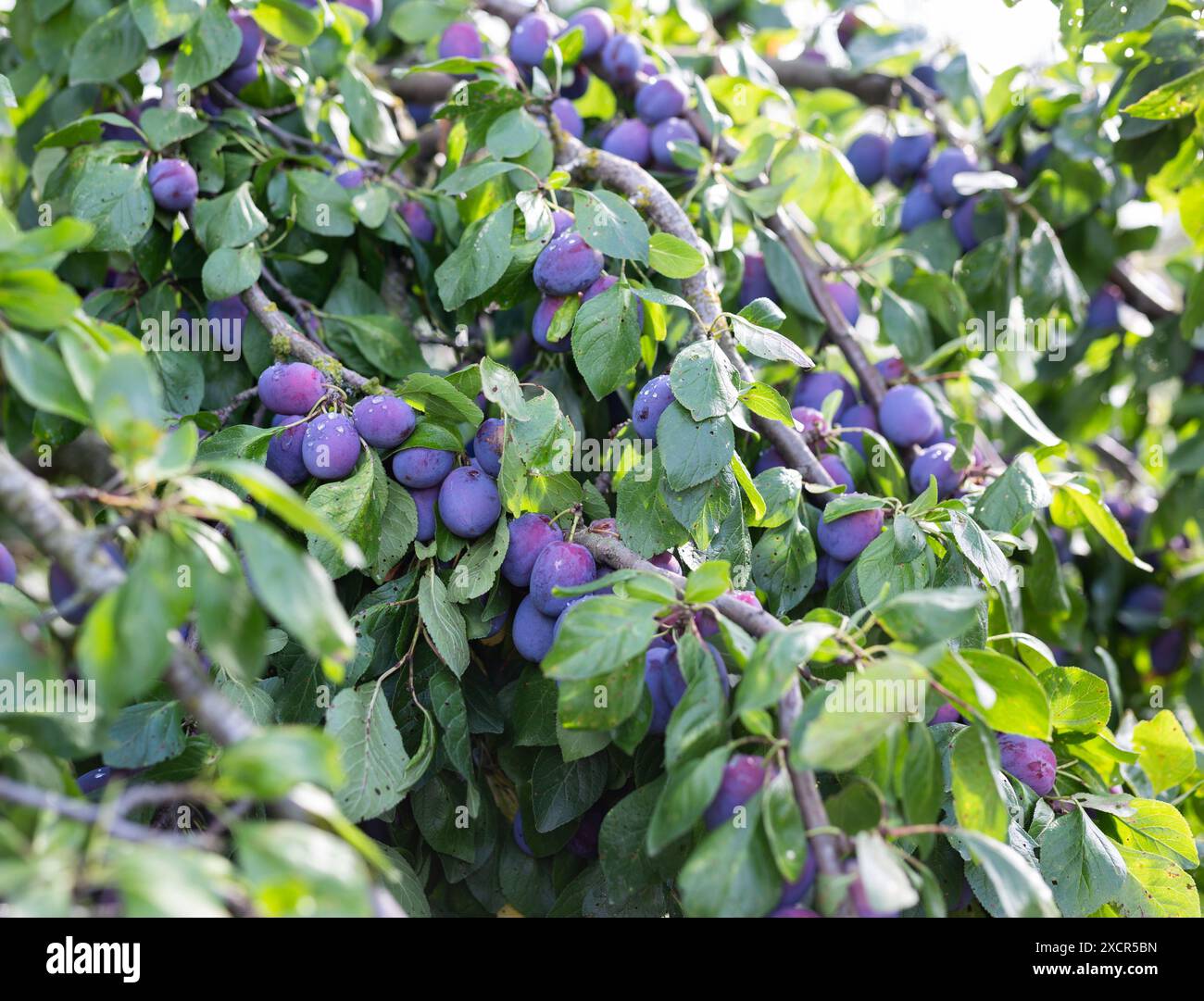 Harvest plums branches ripened juicy hi-res stock photography and ...