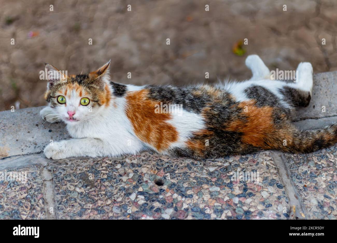 Poor cats hi-res stock photography and images - Alamy