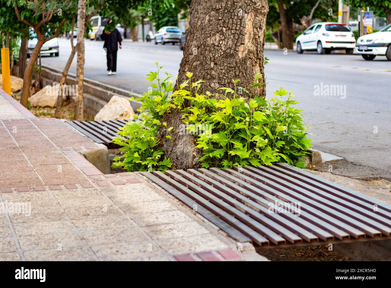 An urban street tree Stock Photo - Alamy