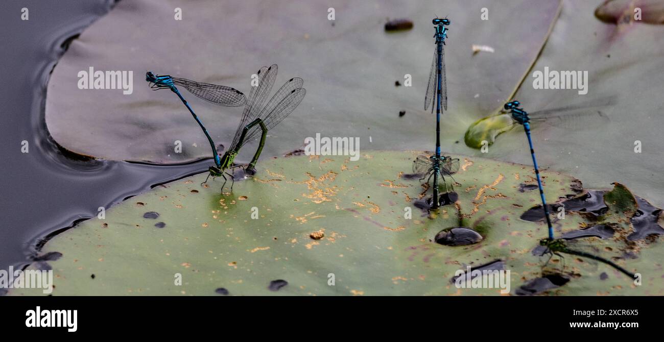 Thursley common sssi hi-res stock photography and images - Alamy