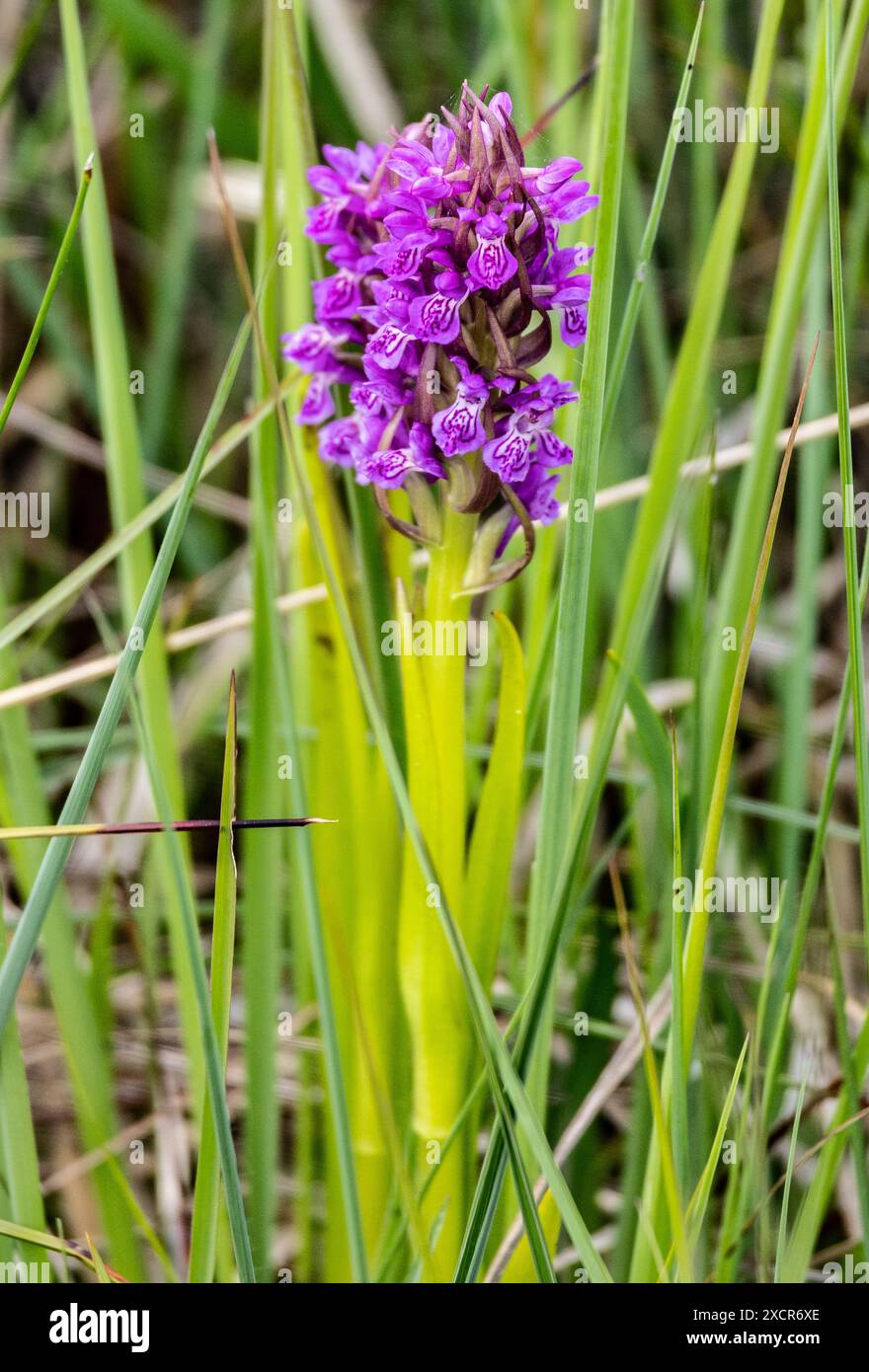 Thursley common National nature reserve purple marsh orchid Stock Photo ...