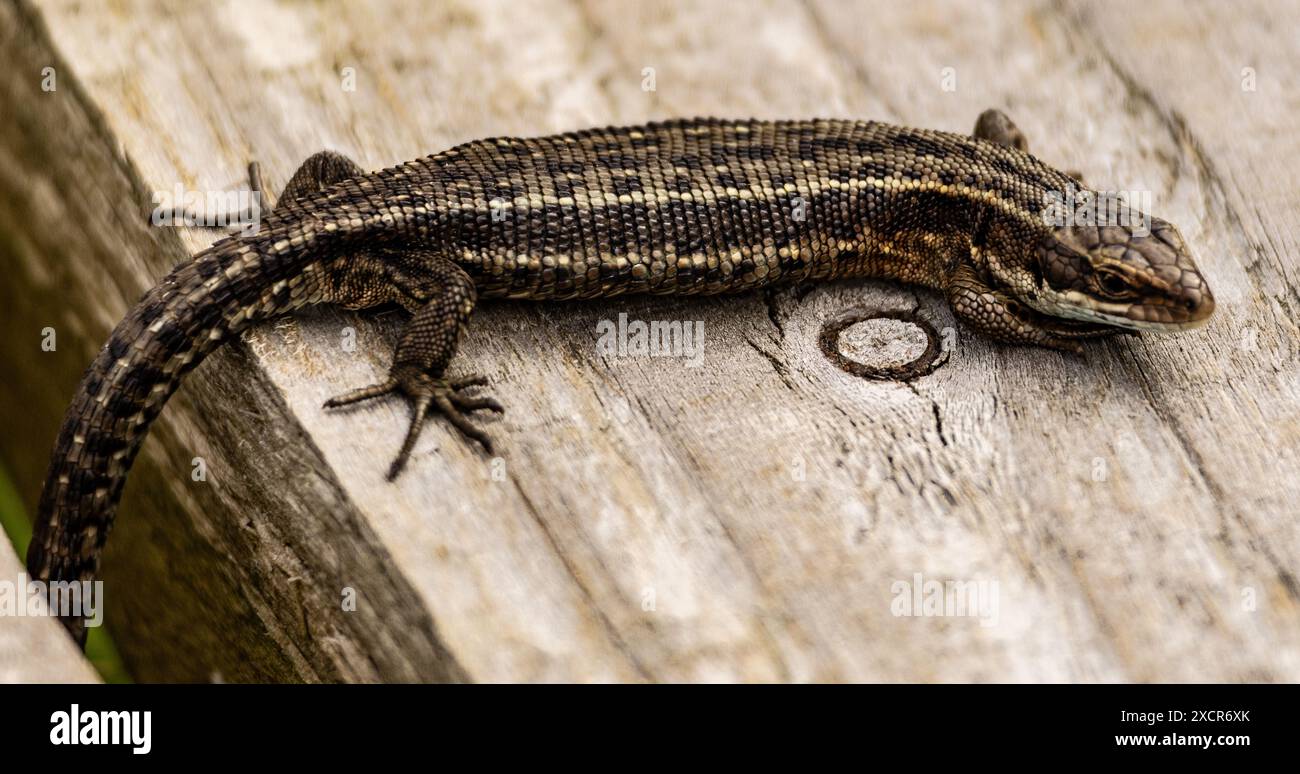 Thursley common National nature reserve Stock Photo - Alamy