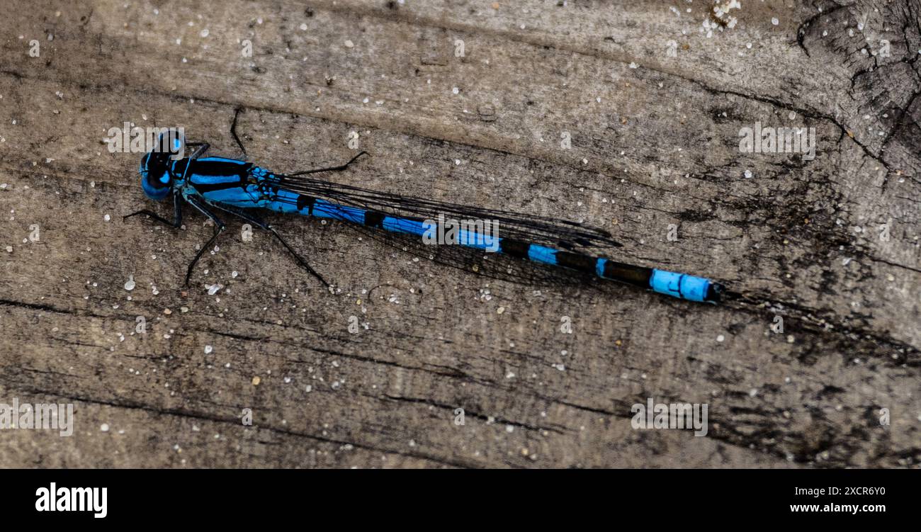 Thursley common National nature reserve Stock Photo - Alamy