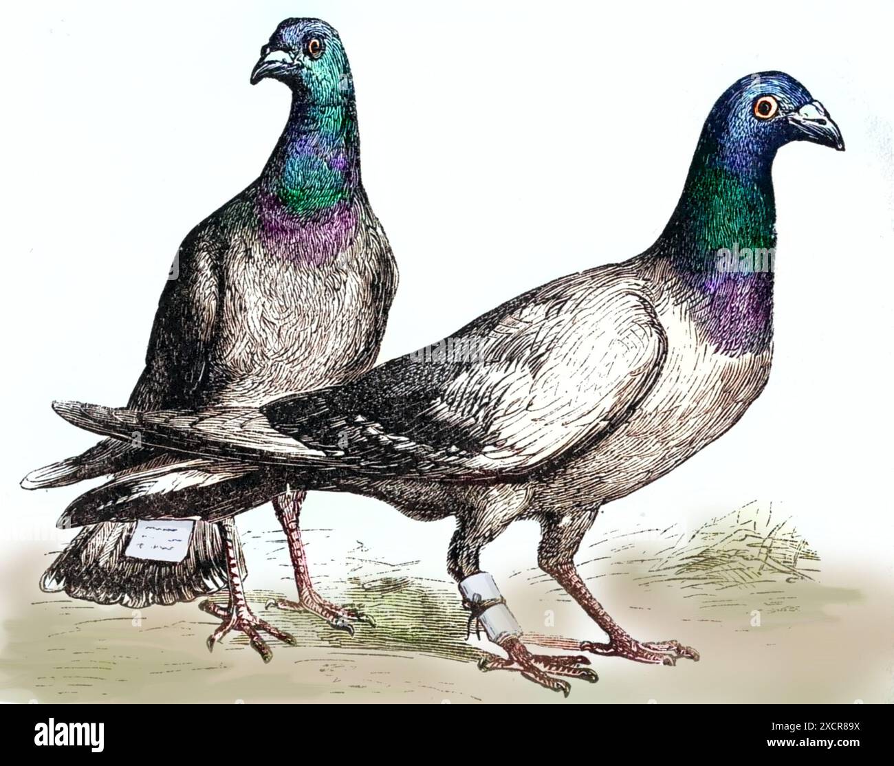 Messenger Pigeons, 1873 Stock Photo - Alamy