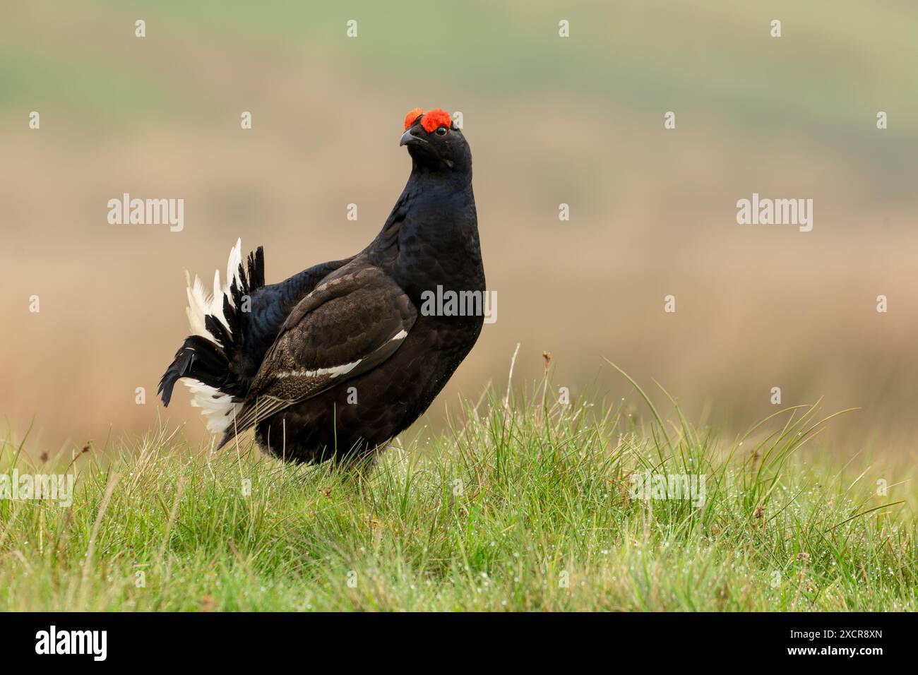 Black Grouse, Scientific name, Lyrurux tetrix. Close up of a male black ...