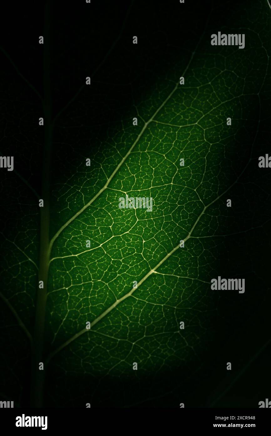 Leaf chlorophyll hi-res stock photography and images - Alamy
