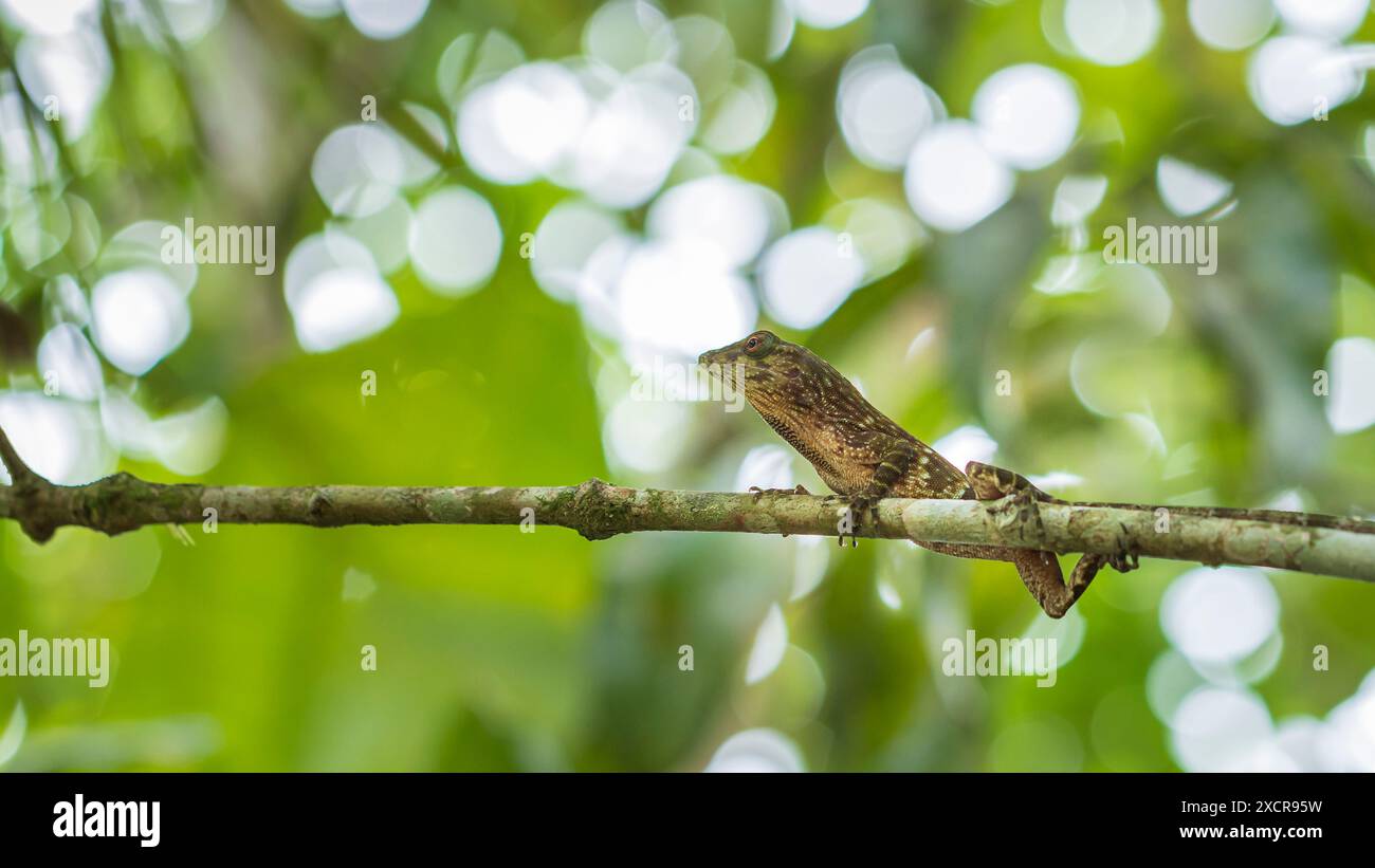 Small tree lizard on branch in Nicaragua in Central America Stock Photo ...