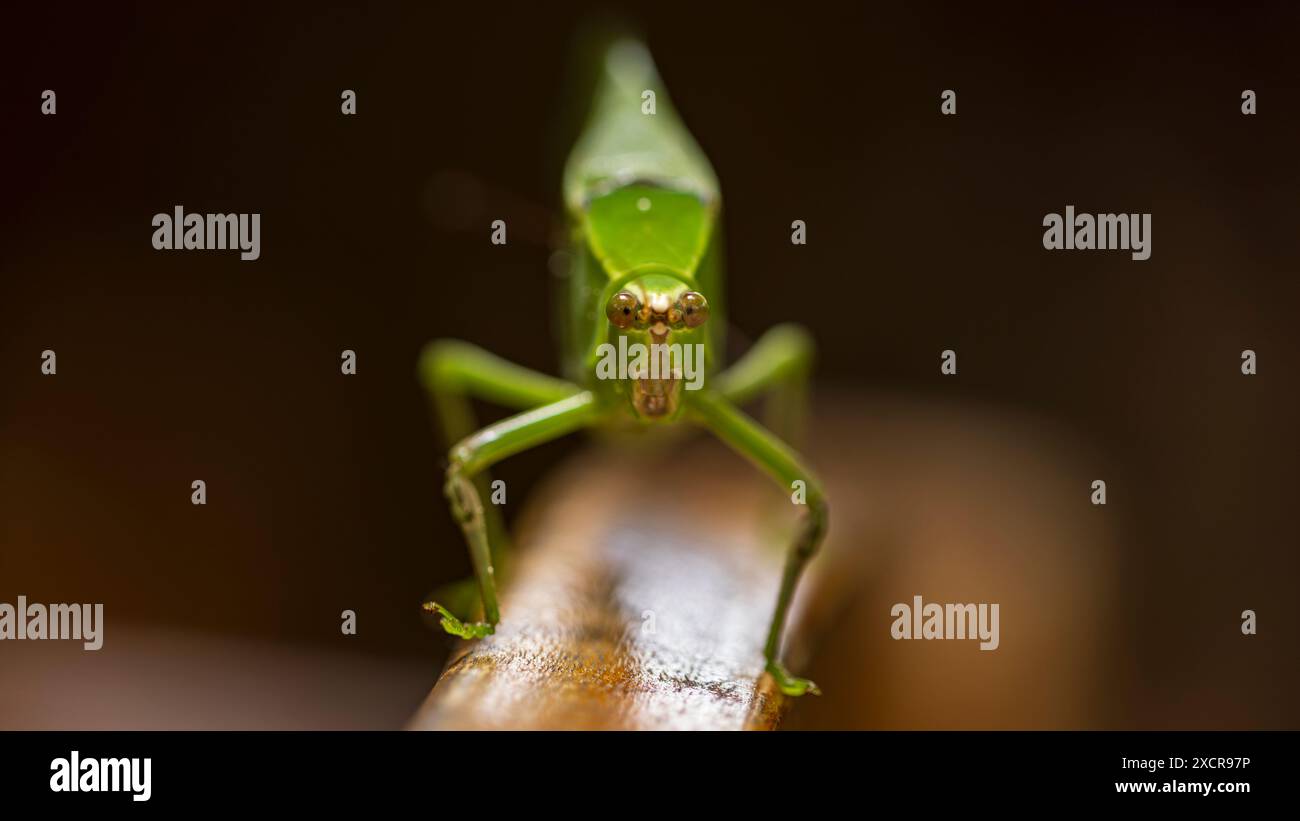 Closeup of a green leaf Katydid (Tettigoniidae) in the rainforest in ...