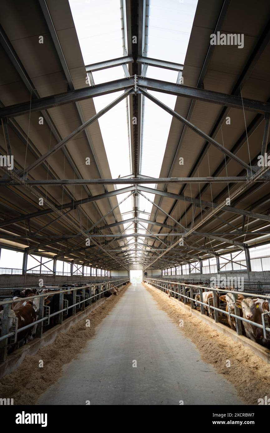 Color image of dairy farm cows indoor in the shed Stock Photo - Alamy