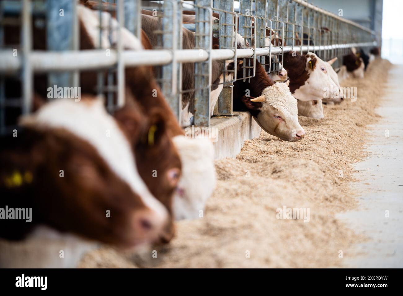 Cows grazing indoors hi-res stock photography and images - Alamy