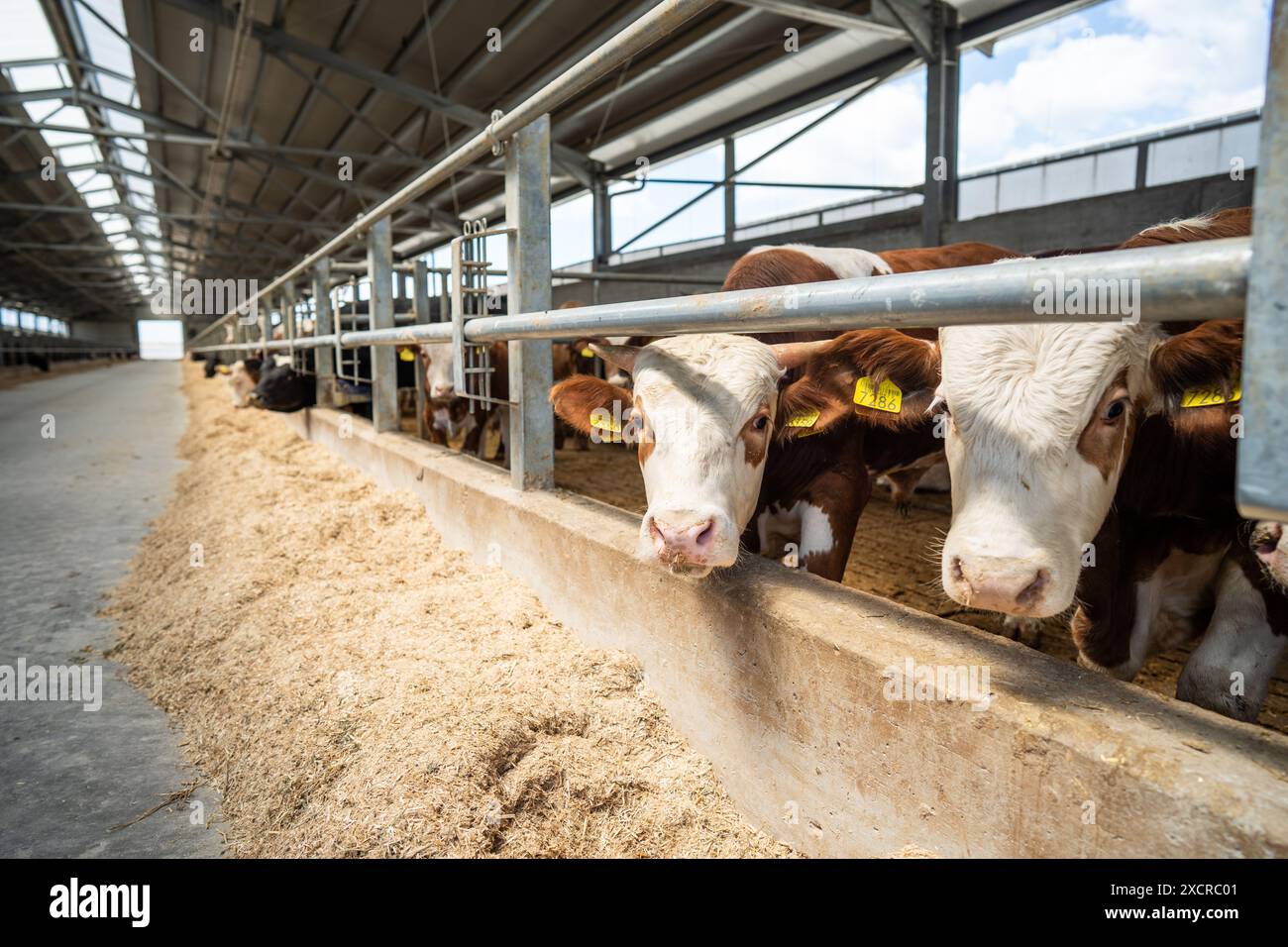 Color image of dairy farm cows indoor in the shed Stock Photo - Alamy