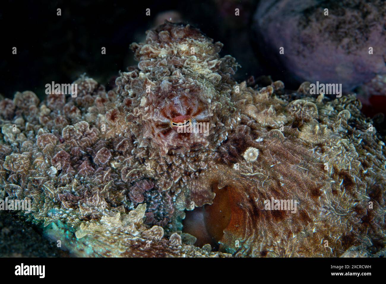 Detail of the eye of a Reef octopus, Octopus cyanea, on a black sand ...