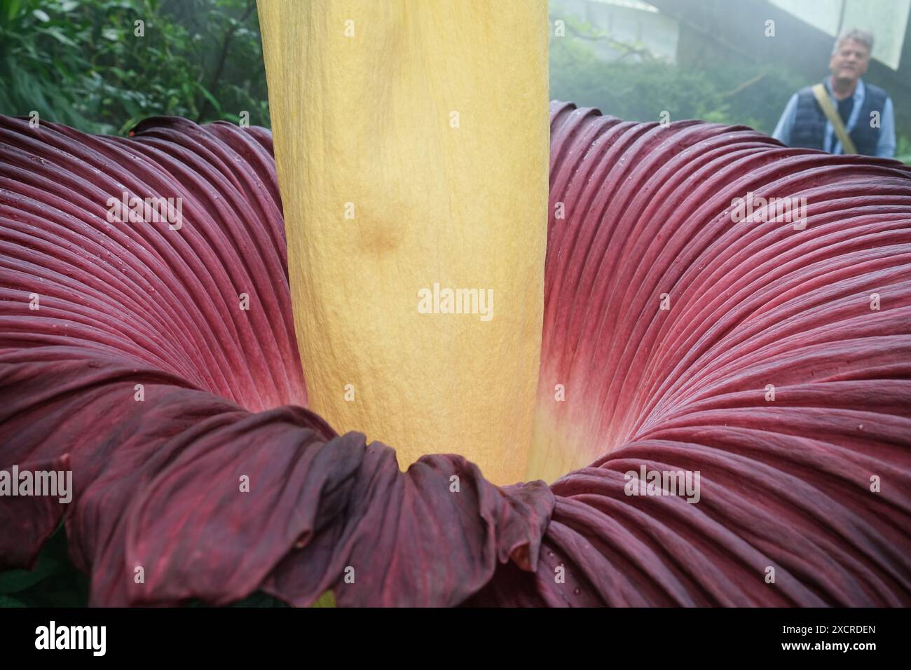 London, UK, 18th June, 2024. A Titan arum (Amorphophallus titanum ...