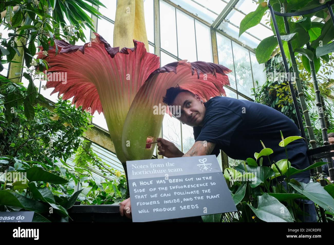 Titan arum pollination hi-res stock photography and images - Alamy