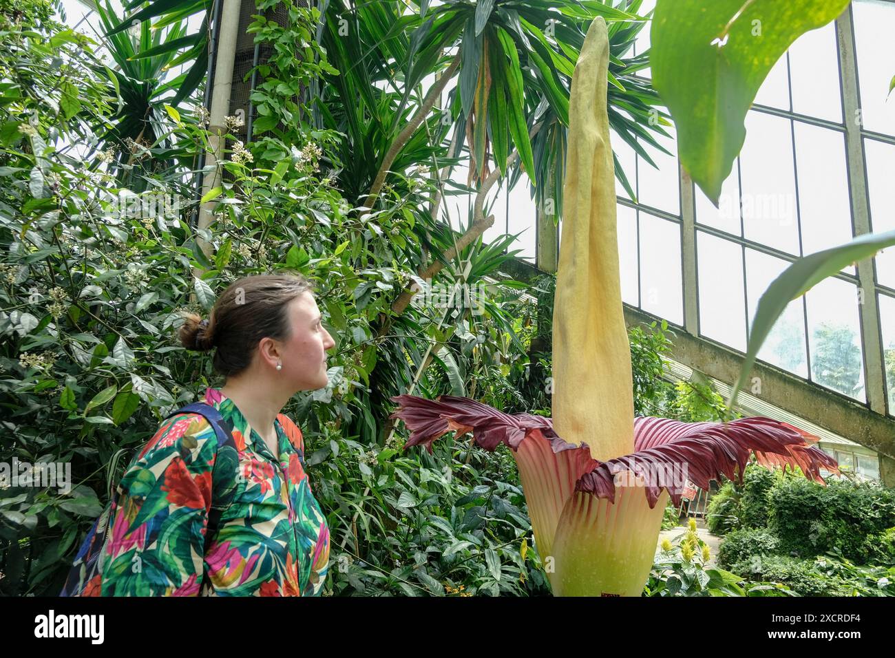 London, UK, 18th June, 2024. A Titan arum (Amorphophallus titanium ...