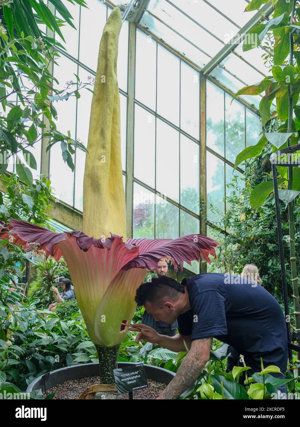 Amorphophallus titanium flower hi-res stock photography and images - Alamy