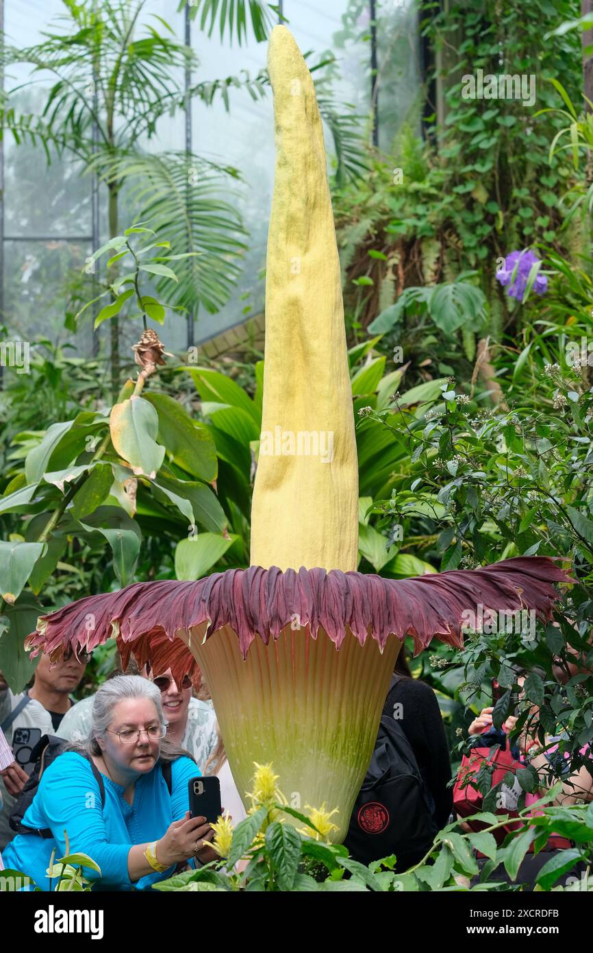 London, UK, 18th June, 2024. A Titan arum (Amorphophallus titanium ...