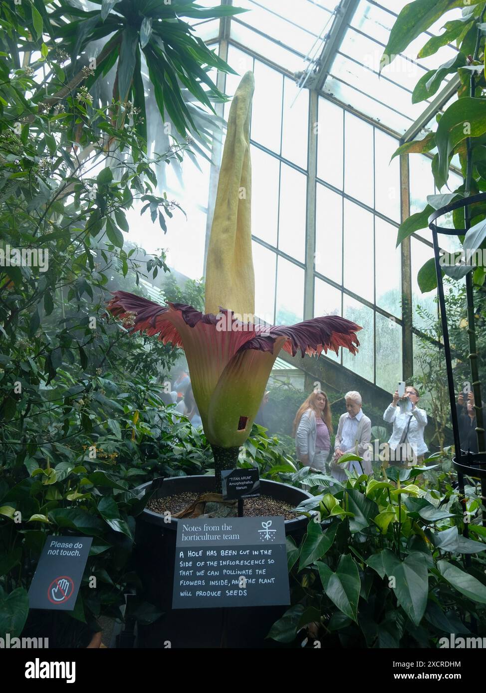 London, UK, 18th June, 2024. A Titan arum (Amorphophallus titanium ...