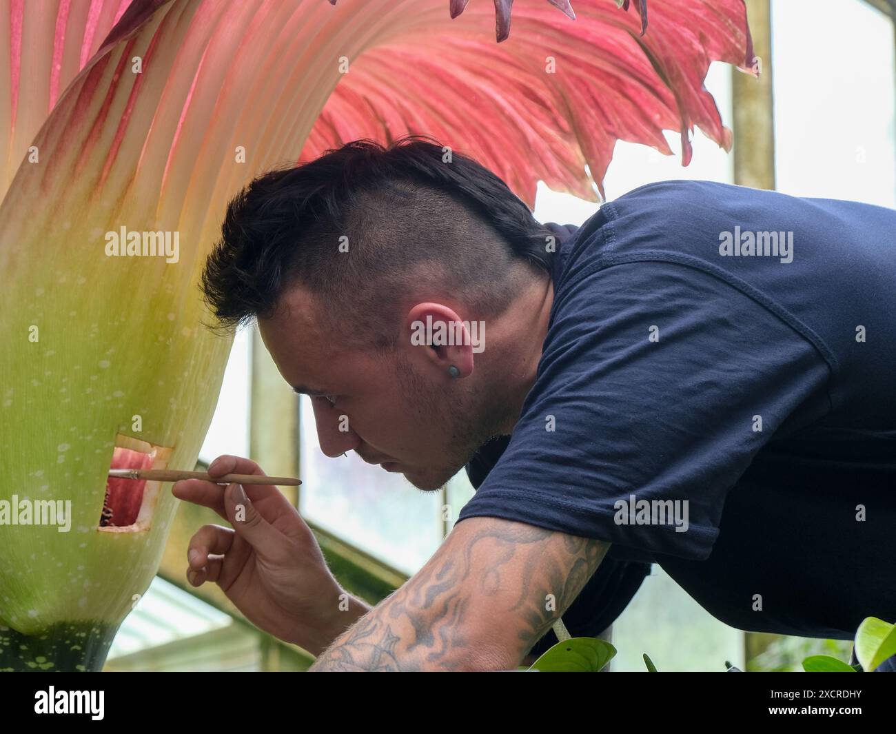 London, UK, 18th June, 2024. A Titan arum (Amorphophallus titanium ...