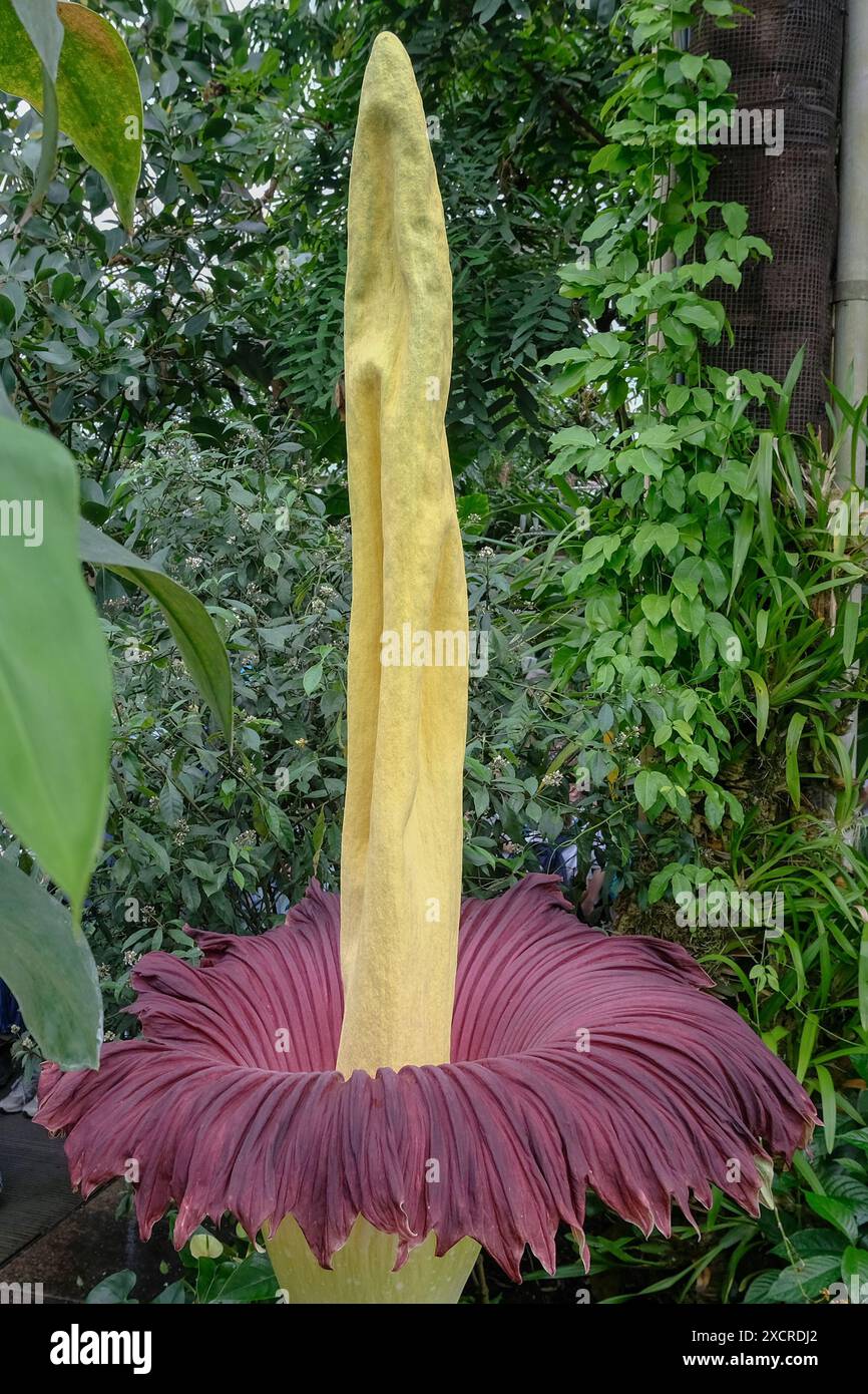 London, UK, 18th June, 2024. A Titan arum (Amorphophallus titanum ...