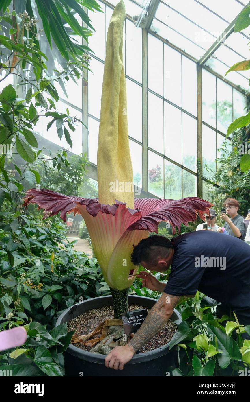 London, UK, 18th June, 2024. Toby, a horticulturalist, pollinates a ...