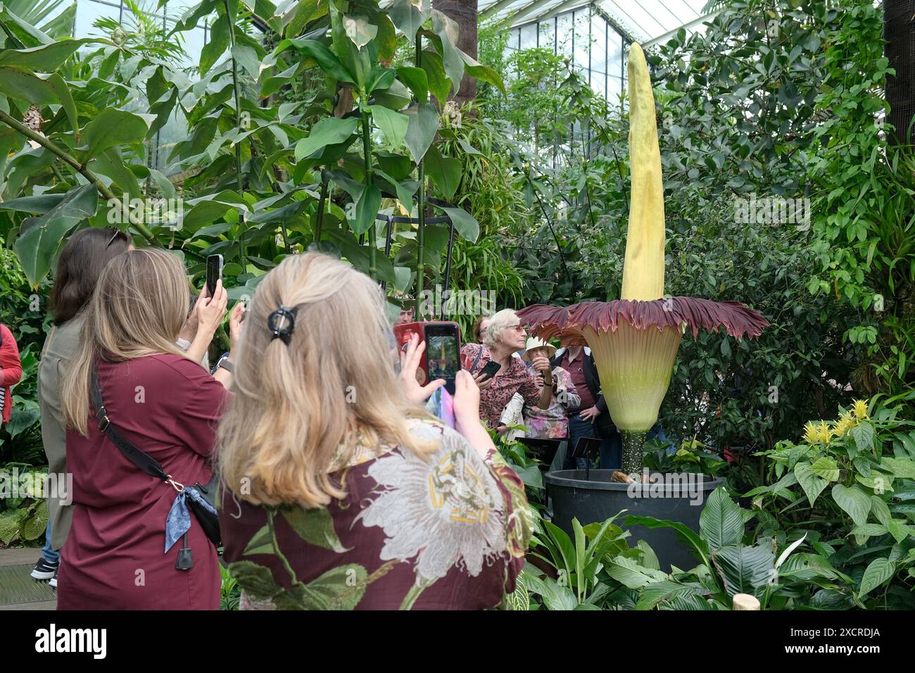 Corpse flower kew hi-res stock photography and images - Alamy