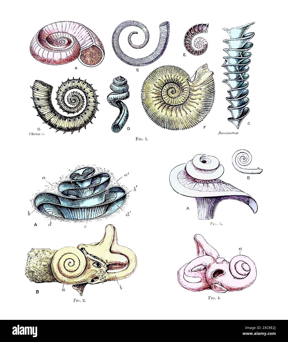 Spiral Shells Compared with Ear Cochlea Stock Photo - Alamy