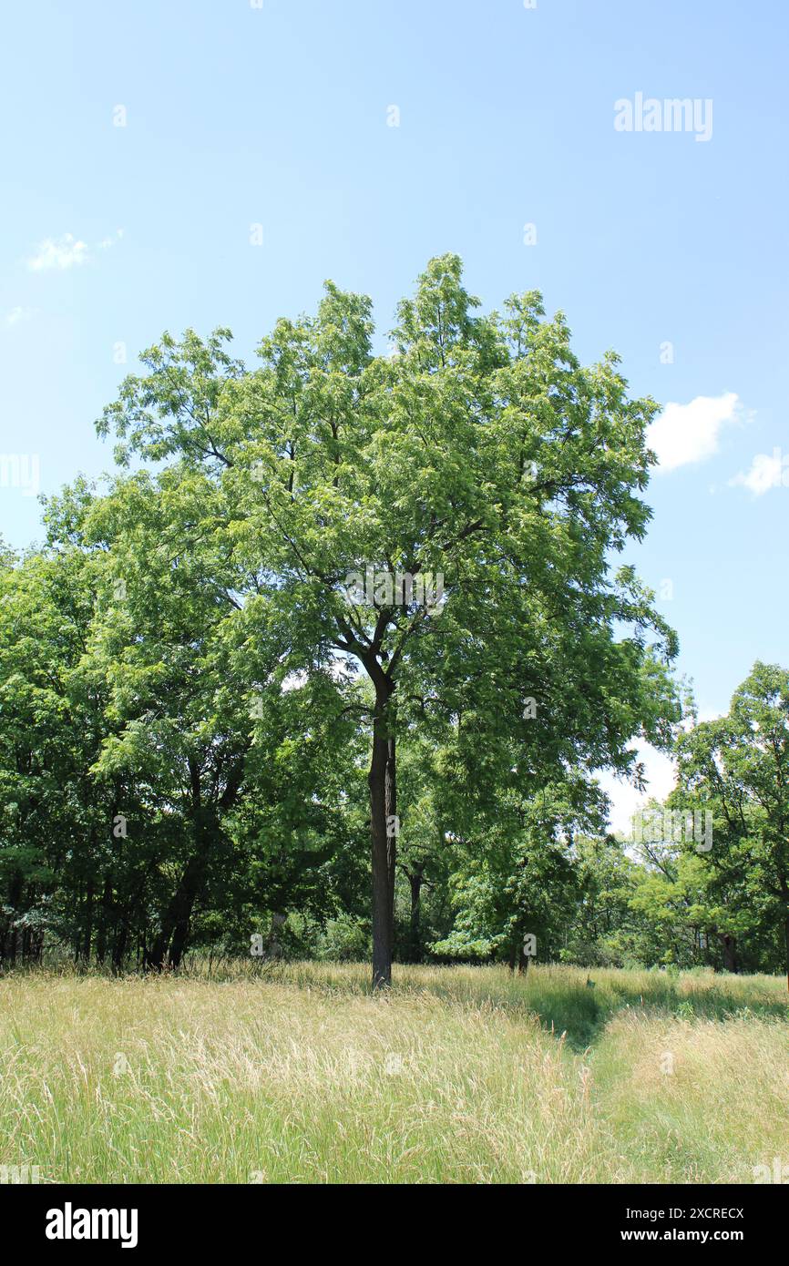Black walnut tree in a field at Dam Number 4 Woods in Park Ridge ...