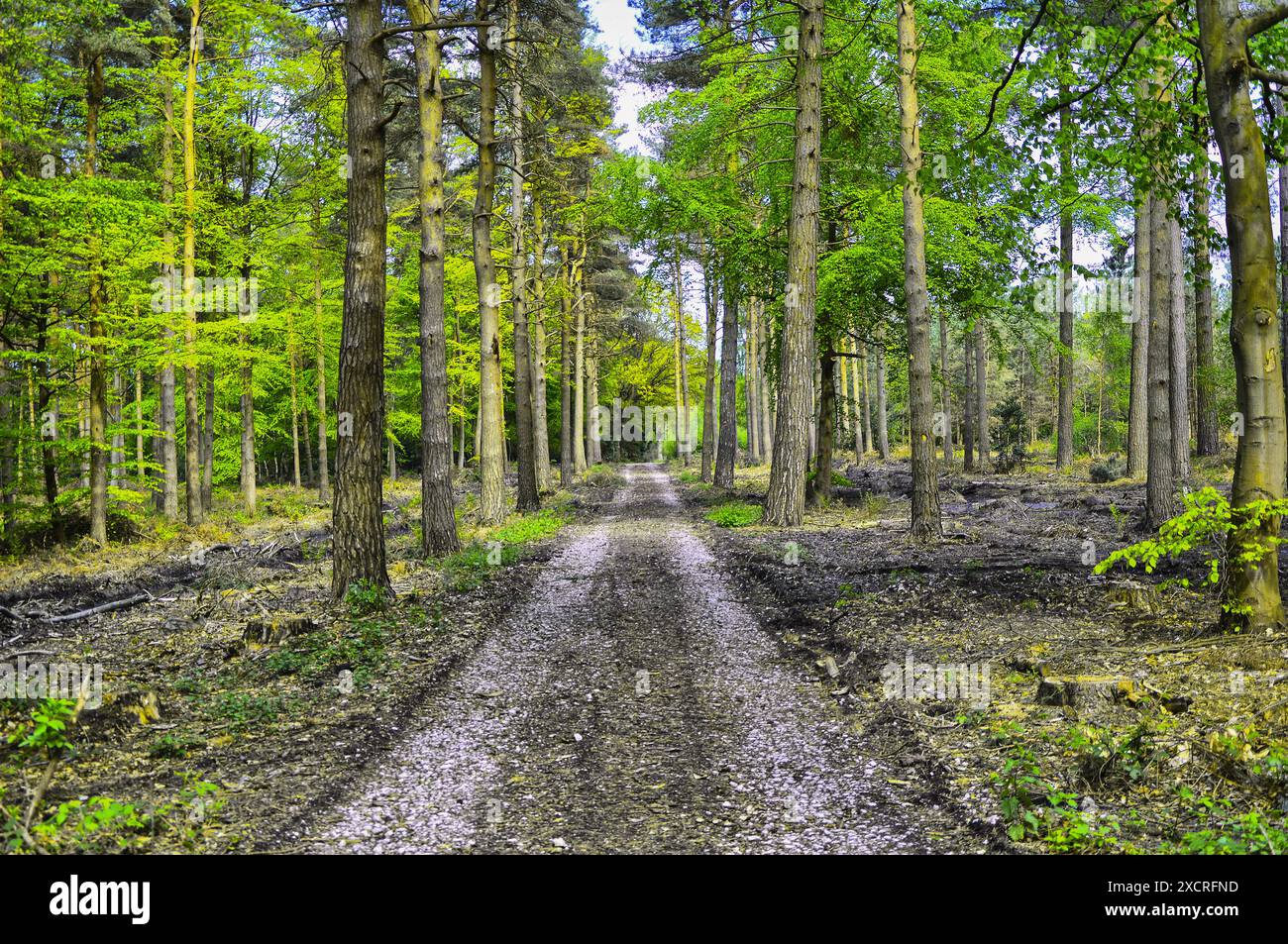 Tracks In Hopwas Woods, uk Stock Photo - Alamy
