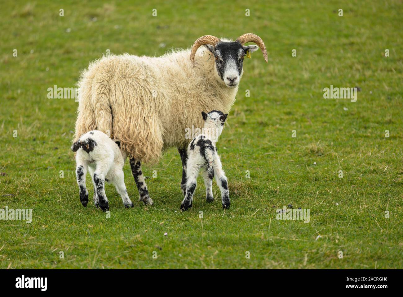 Scottish Black-faced ewe with two lambs in Springtime on the crofting ...