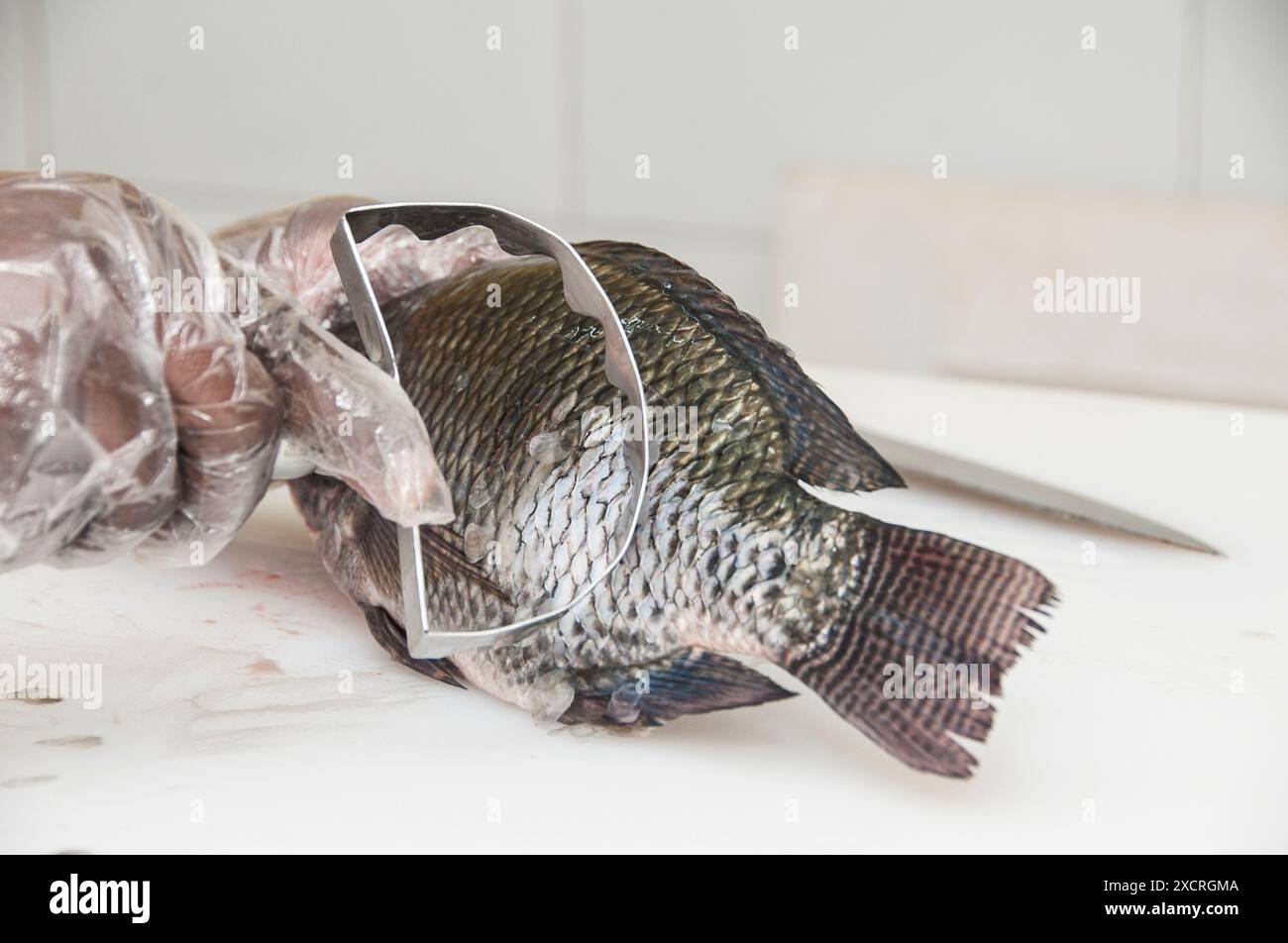Cleaning and removing scales from a Nile Tilapia fish before cooking ...